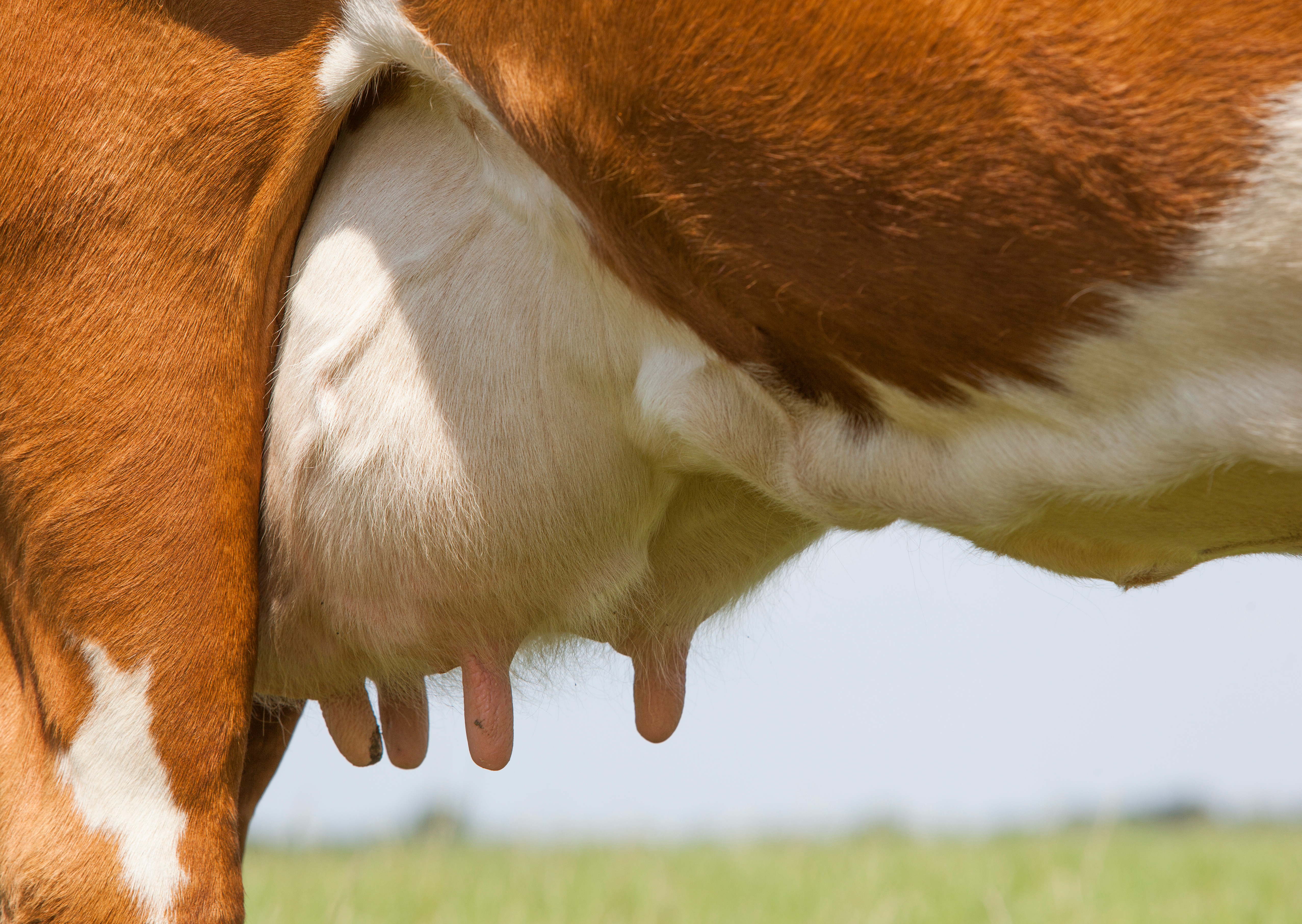 Body condition, Teat and Udder Scoring » PBB - Performance Beef Breeders