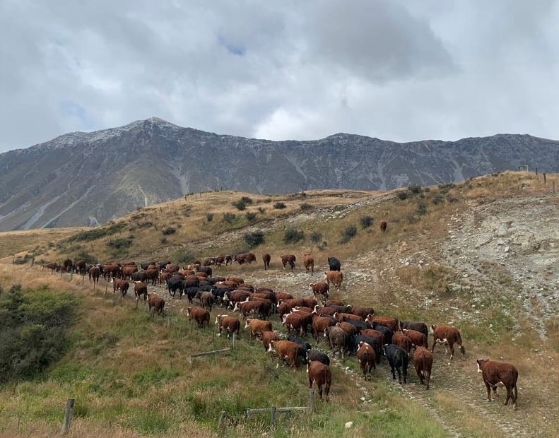 Why creating well-defined breeding objectives is important for a ...