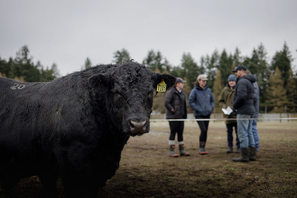 Ben Doubleday Photography: Capturing livestock across the South Island ...