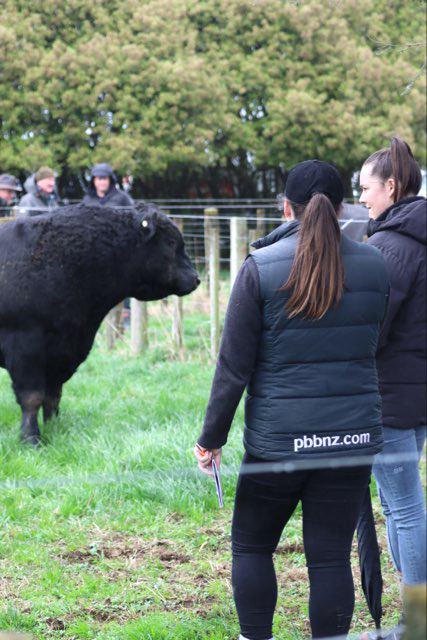 Bull sales recap 2024 » PBB - Performance Beef Breeders