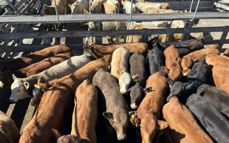 AgriHQ: Increased demand for exotic breed cattle » PBB - Performance ...